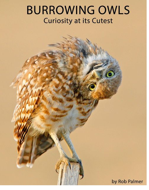 Burrowing Owls Ebook by Rob Palmer | Blurb Books